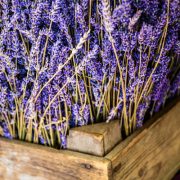 Dried Lavender for Sale, Dried Lavender Bunches, Bulk Lavender, Where ...