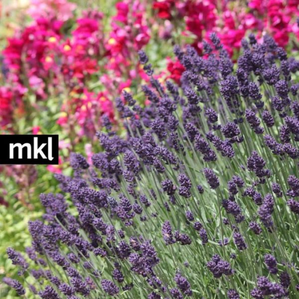 Okanagan grown Deep Purple Lavance Dried Lavender Flowers for sale